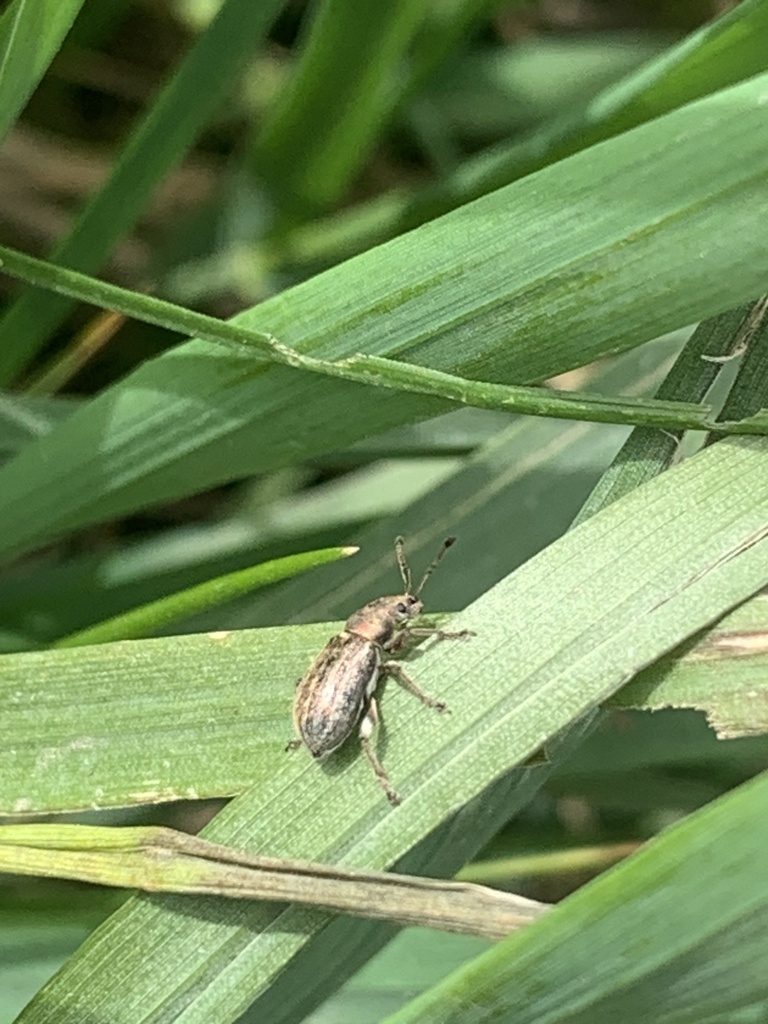 Common Leaf Weevil from Meadow Lane, High Peak, England, GB on April 14 ...