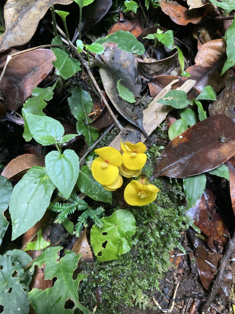 flowering plants from Kupe Manenguba, Cameroon on April 2, 2024 at 11: ...