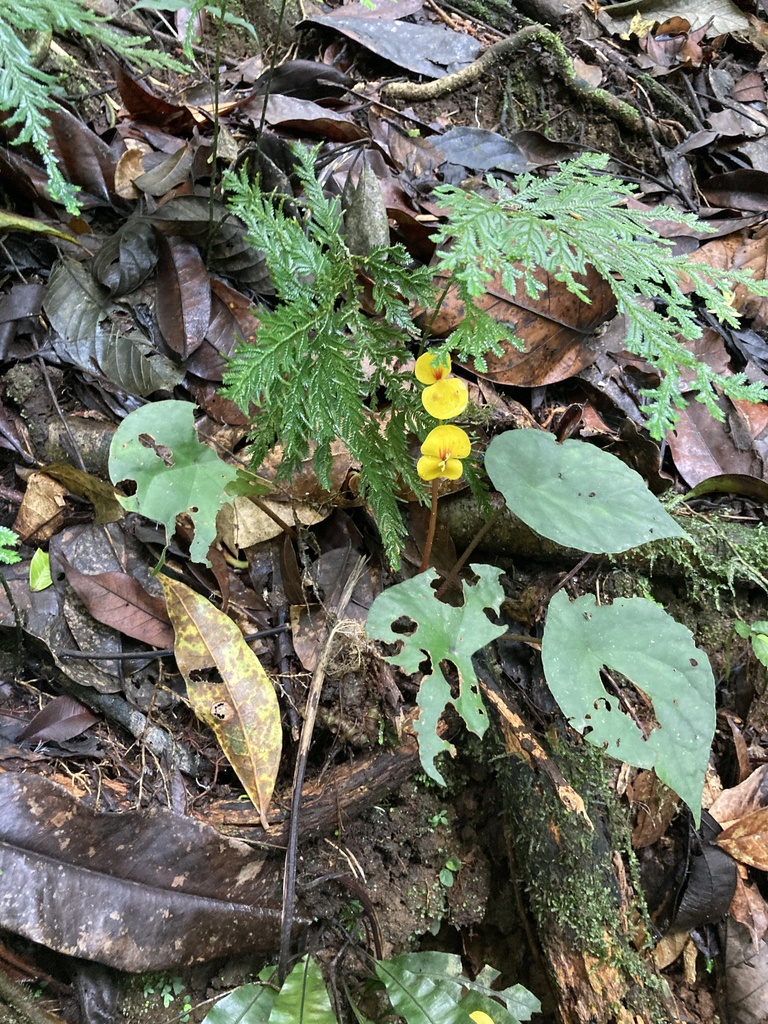 flowering plants from Kupe Manenguba, Cameroon on April 2, 2024 at 11: ...