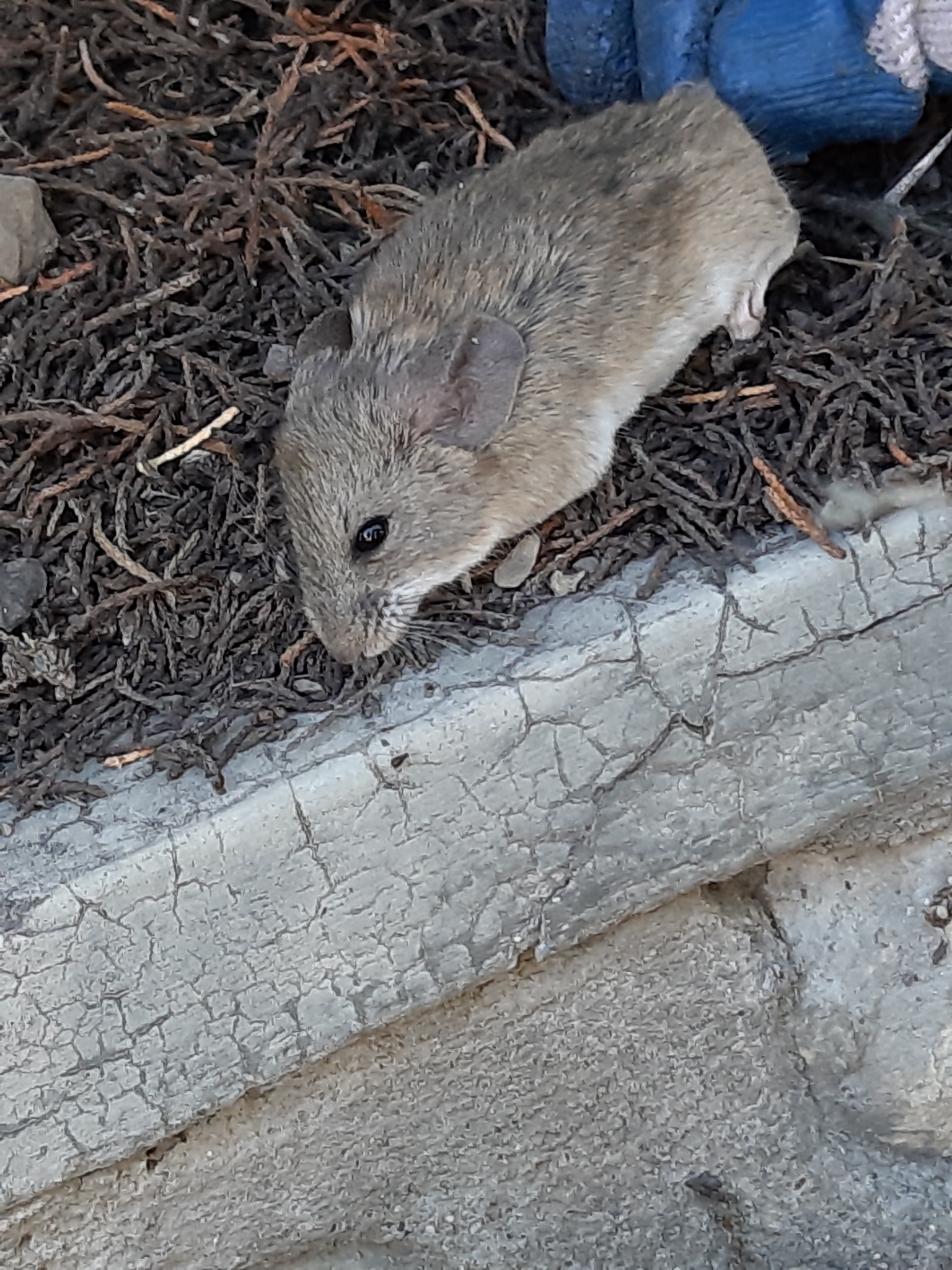 Phyllotis Waterhouse, 1837