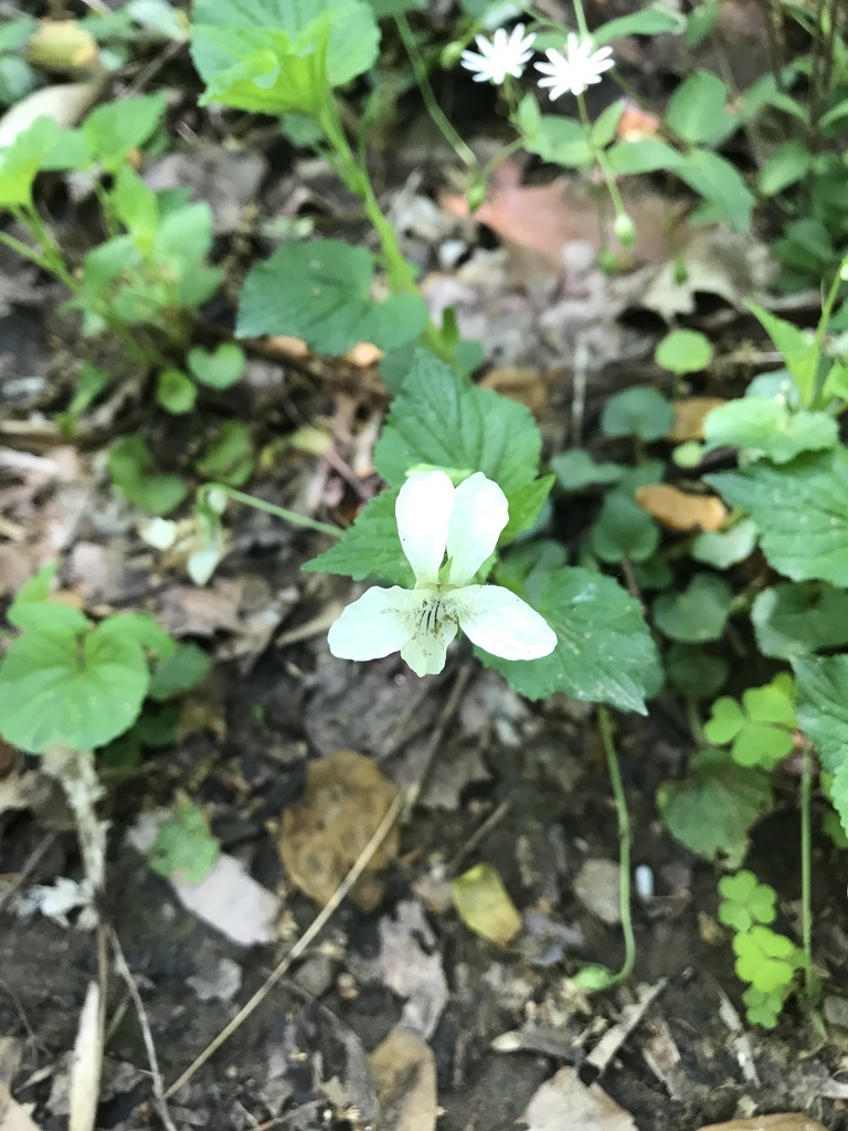 cream violet from Rockcreek-Regional Park, Derwood, MD, US on April 28 ...