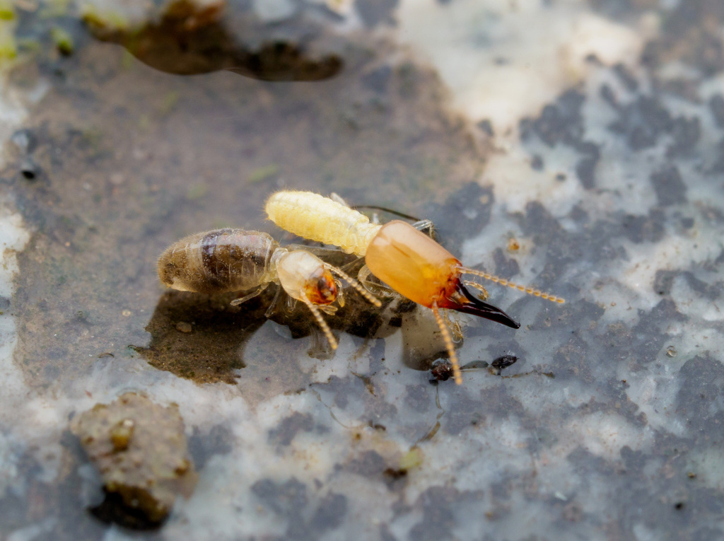 Asymmetrical snapping termites and allies from 中国浙江省杭州市西湖区 on April 12 ...