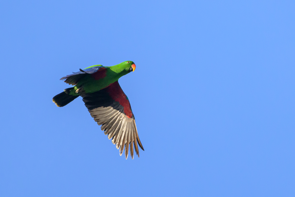 Moluccan Eclectus from East Halmahera Regency, North Maluku, Indonesia ...