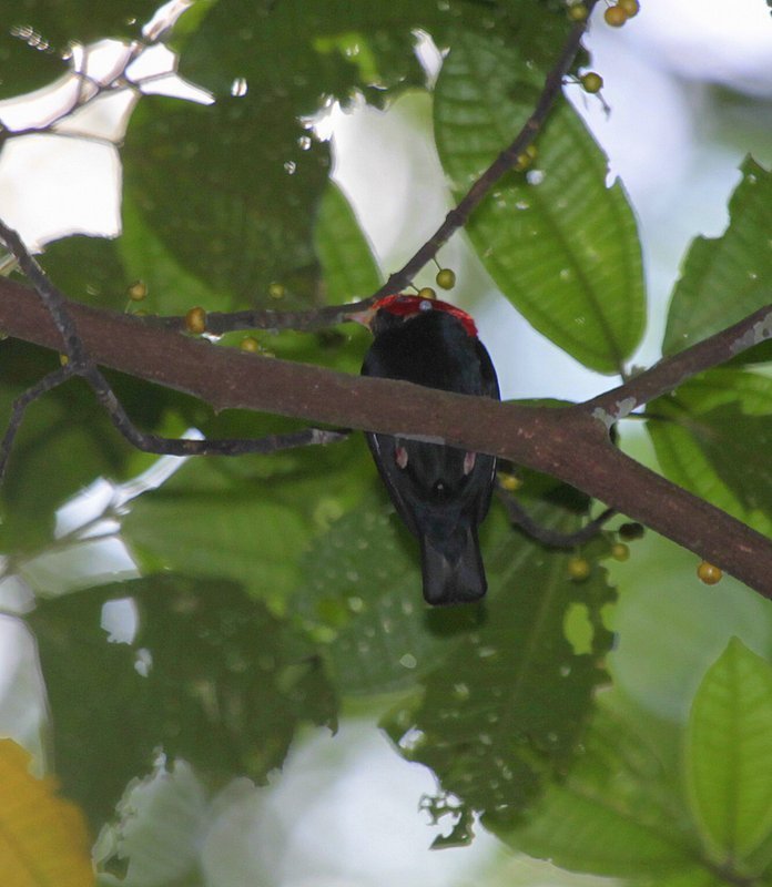Red-headed Manakin (Birds of Tambopata) · iNaturalist
