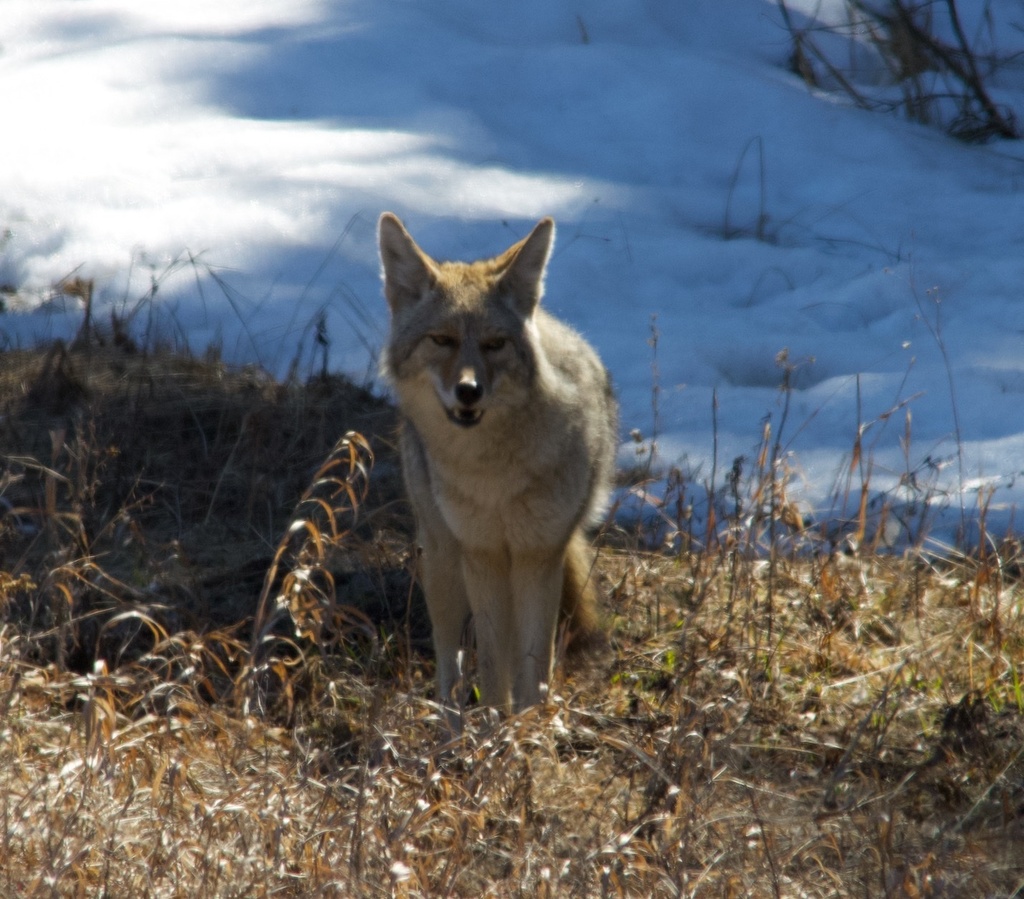 Coyote from Kane Valley Rd, Thompson-Nicola, BC, CA on April 13, 2024 ...