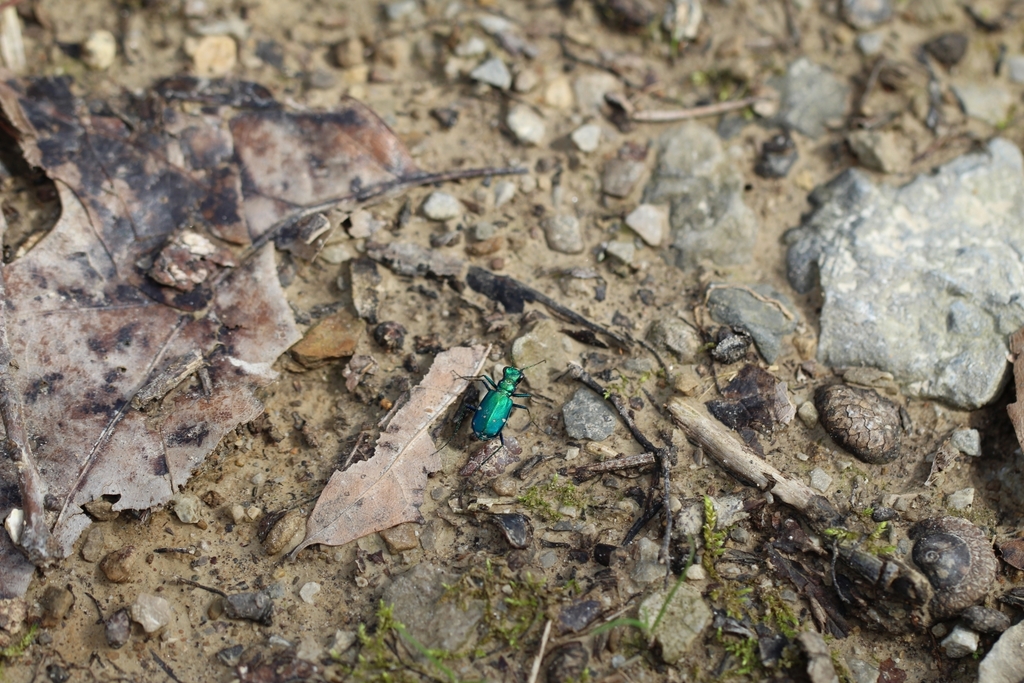 Six-spotted Tiger Beetle from Madison Township, OH, USA on April 14 ...