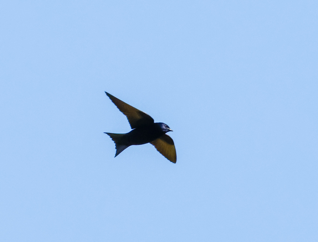 Purple Martin from Allegany County, MD, USA on April 13, 2024 at 05:20 ...
