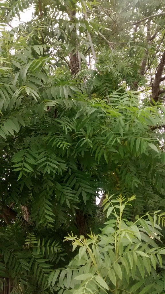 northern California black walnut from Martial Cottle Park, CA, US on ...