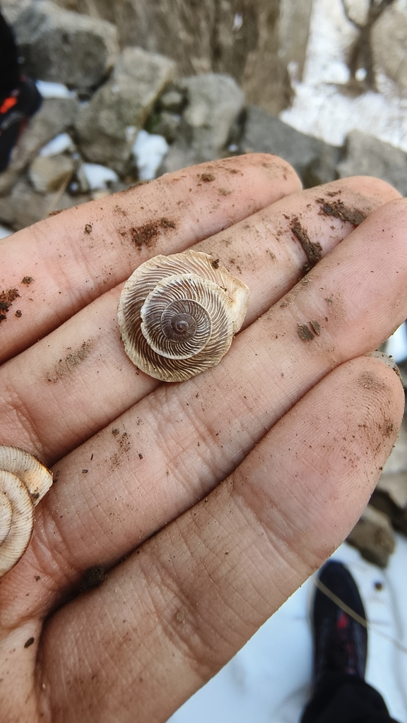 Pseudiberus tectumsinense from 中国 山东省济南市长清区 透明洞 on February 11, 2024 by ...