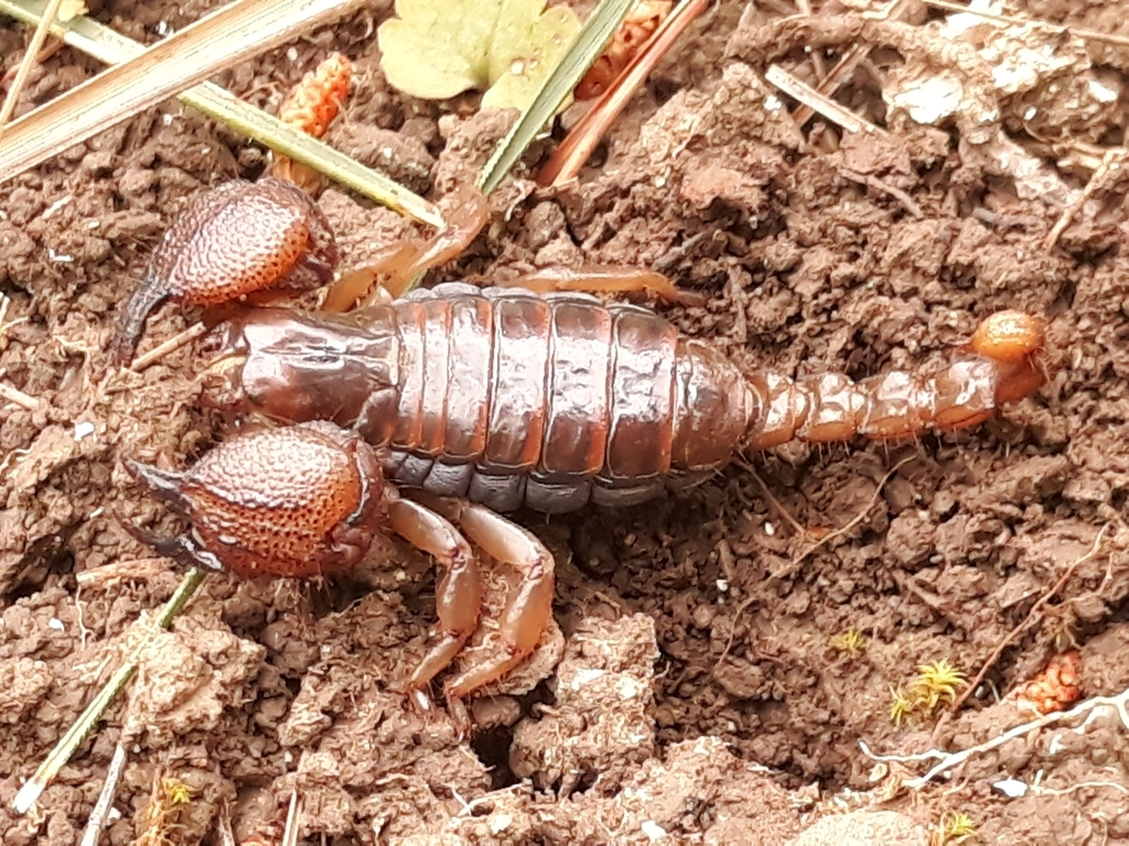 Israeli Gold Scorpion in April 2024 by Karim Haddad · iNaturalist