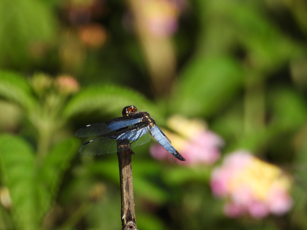 Silver Widow from Vohibato, Madagascar on February 24, 2024 at 01:20 PM ...