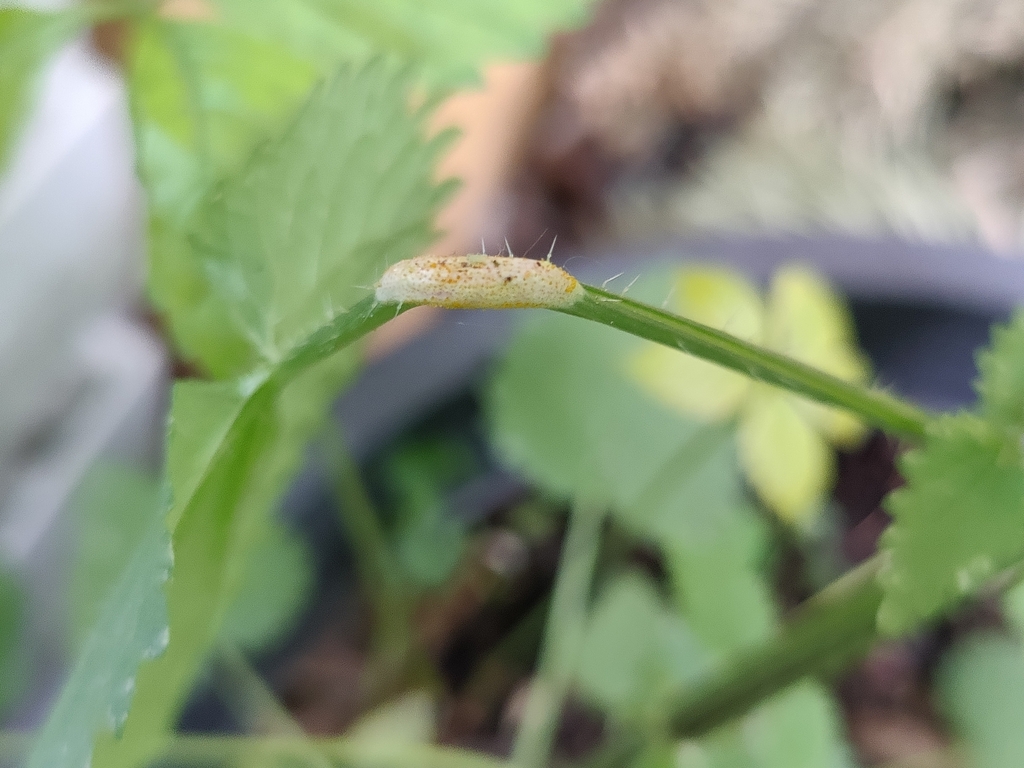 Nettle Clustercup Rust fungus from Währing, Wien, Österreich on April ...
