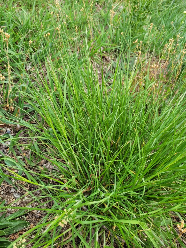 Upright Brome (Bromus erectus) - Botanical Realm