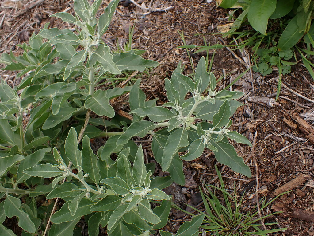 Rennet from Garden Route District Municipality, South Africa on March ...
