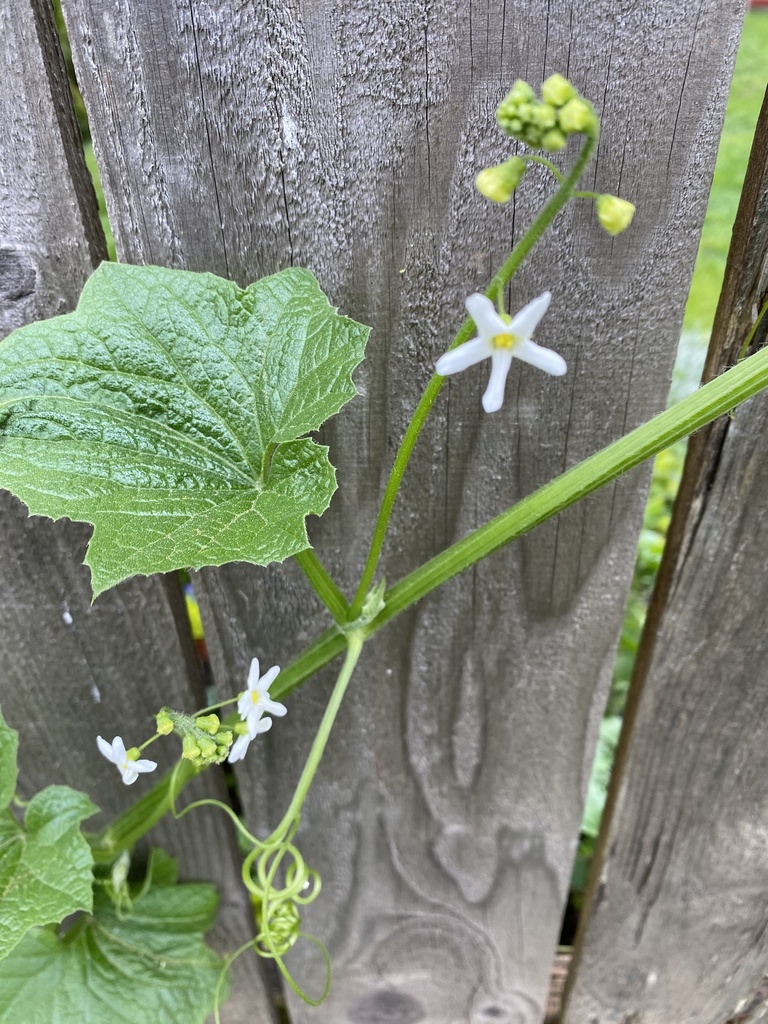 coastal manroot in April 2024 by RockCollector · iNaturalist