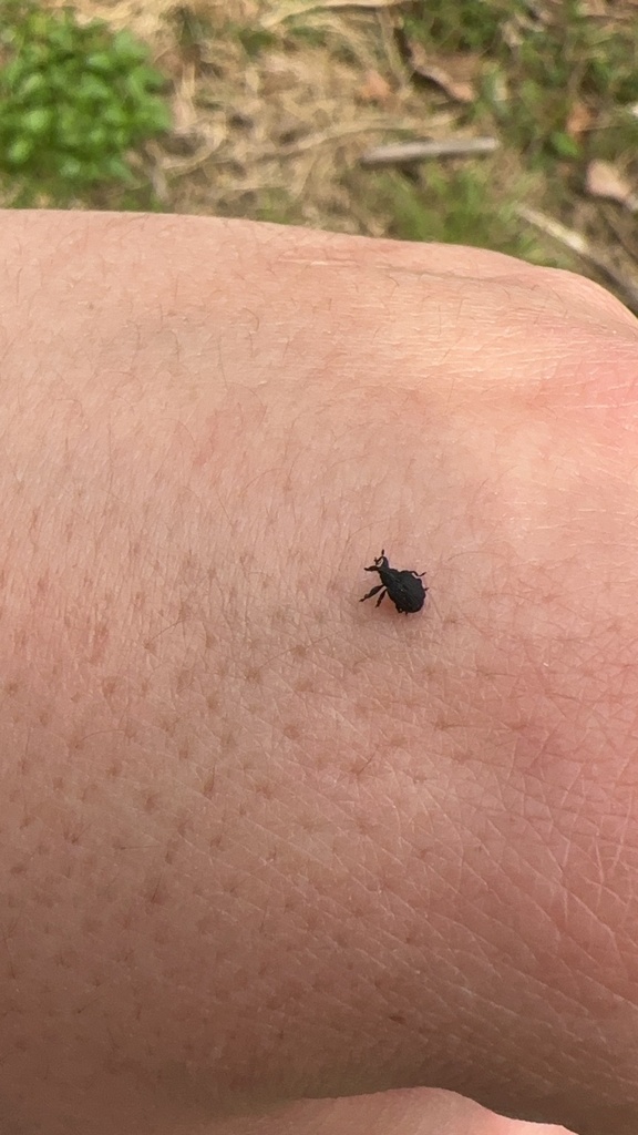 Yellow Poplar Weevil from Athens on April 14, 2024 at 01:51 PM by ...