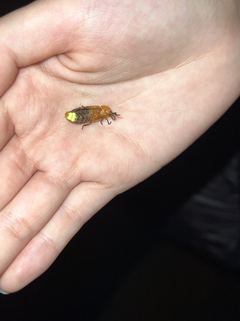 Rimmed Window Firefly from 平潭县, 福州市, 福建省, CN on April 21, 2022 at 11:21 ...