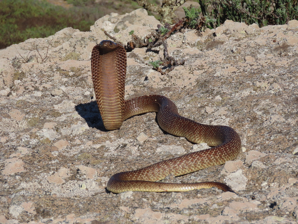 Cape Cobra from West Coast National Park, West Coast Peninsula, WC, ZA ...