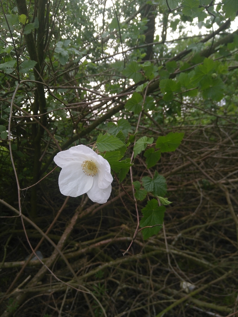 brambles from 641 Wilbraham Rd, Manchester M21 9JT, UK on April 28 ...