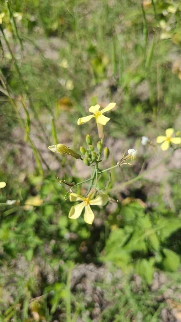 Jointed Charlock from Plant City on April 14, 2024 at 03:33 PM by ...