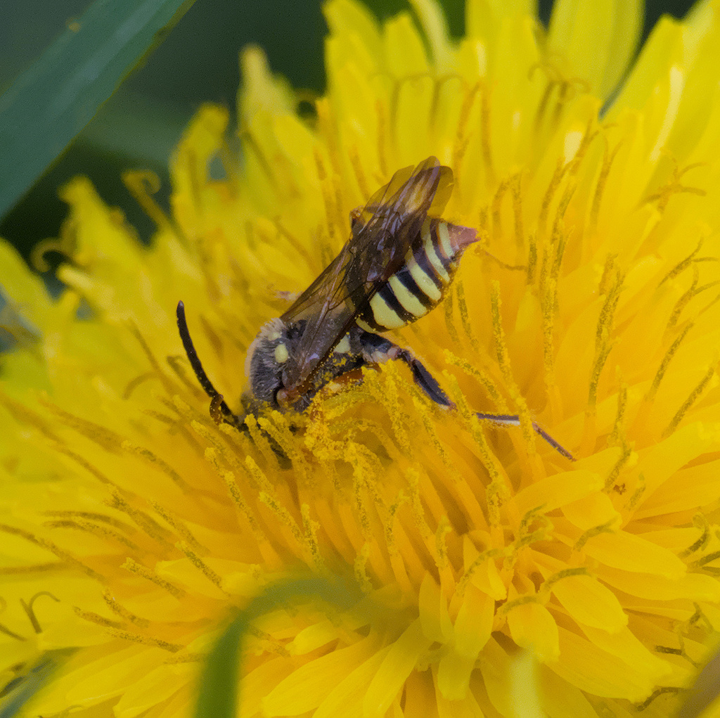 Nomad Bees from Greene, Ohio, United States on April 14, 2024 at 09:49 ...