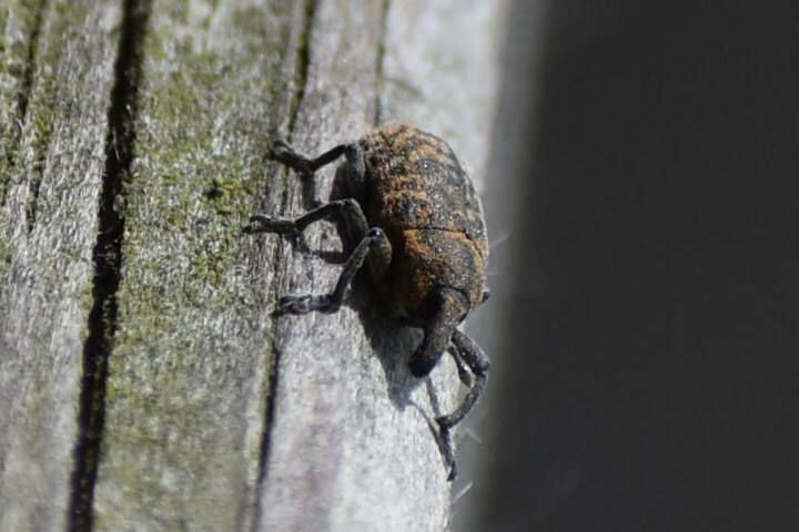 Canada Thistle Bud Weevil from Williamstown, OH 45897, USA on April 14 ...