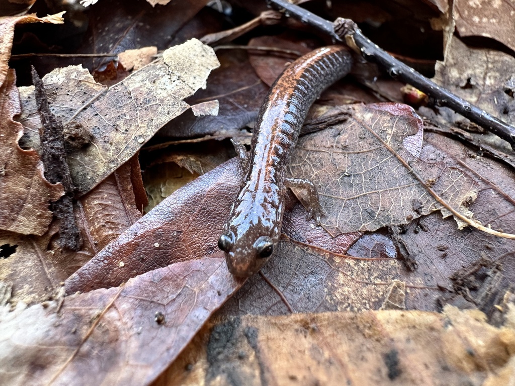 Eastern Red-backed Salamander from Boonton Ave, Boonton, NJ, US on ...
