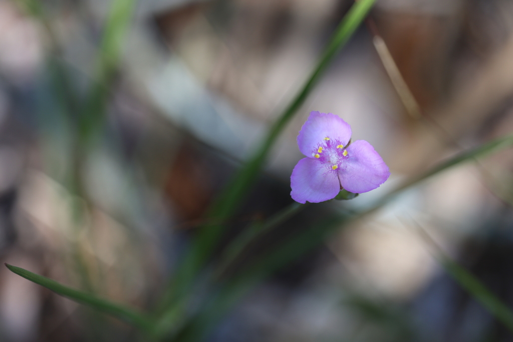 Scrub roseling from Polk County, FL, USA on April 13, 2024 at 12:16 PM ...