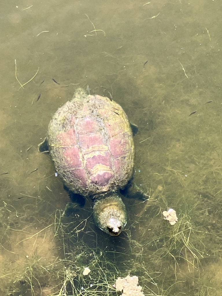 Common Snapping Turtle from Cape Hatteras National Seashore, Rodanthe ...