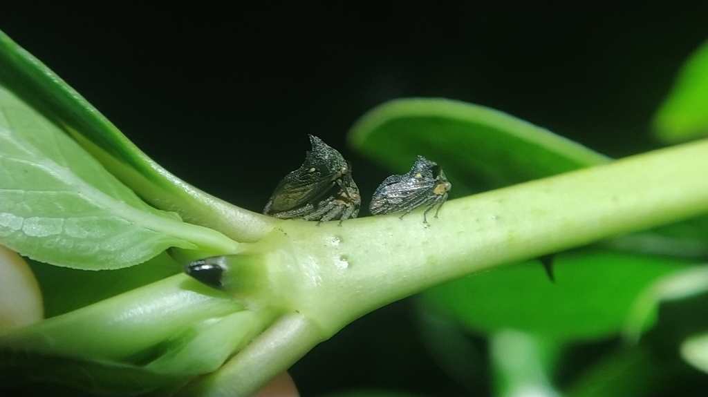 Tri-horned treehopper from Auckland 0781, New Zealand on April 13, 2024 ...