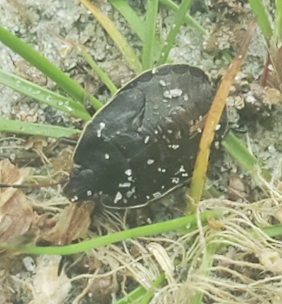 Elf Shoe Stink Bug from Greenville, NC, USA on April 14, 2024 at 04:06 ...