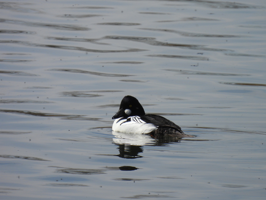 Common Goldeneye from Southeast Calgary, Calgary, AB, Canada on April ...