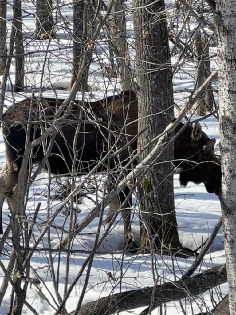 Moose from W End Rd, Anchorage, AK, US on April 14, 2024 at 10:48 AM by ...