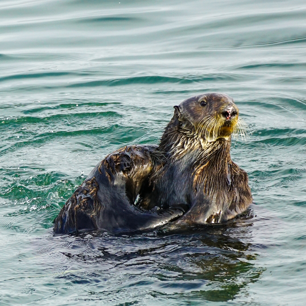 Sea Otter in February 2015 by David Novo. Few (2-10 individuals ...