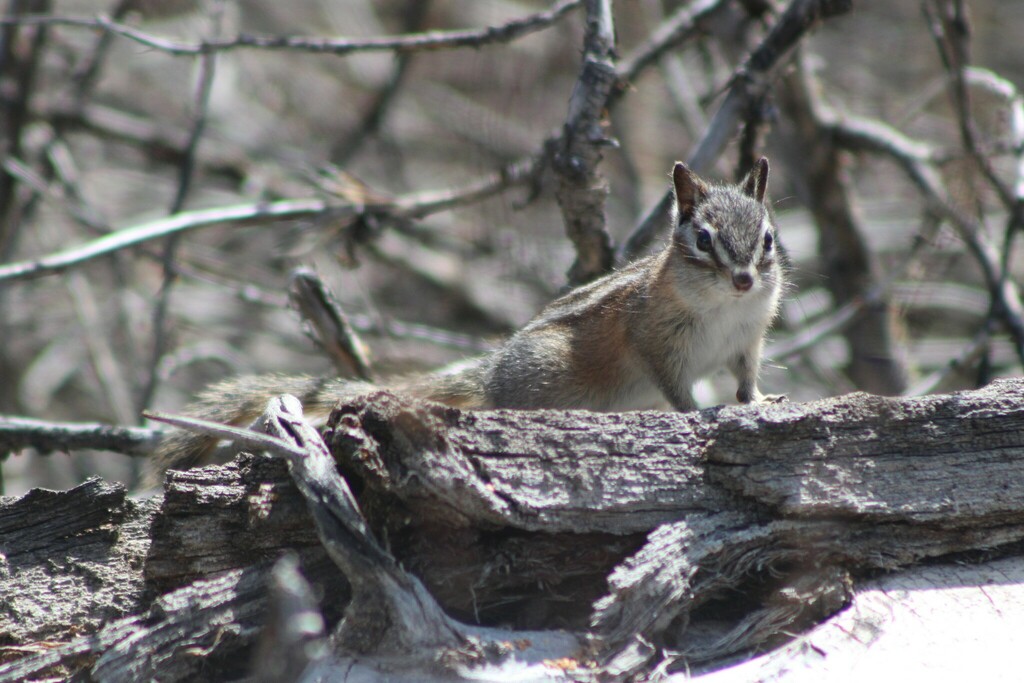 Western Chipmunks from Custer County, ID, USA on April 11, 2024 at 12: ...