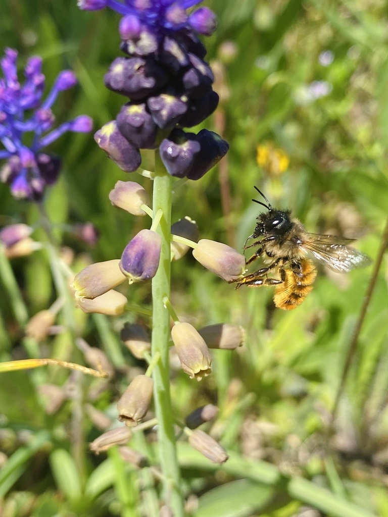 Mason Bees from IP 3, Souselas, Centro, PT on April 13, 2024 at 12:17 ...