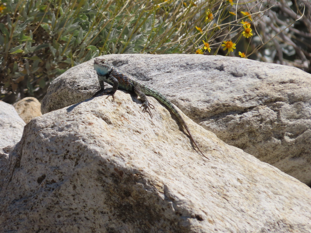 Desert Spiny Lizard from Palm Springs, CA, USA on April 14, 2024 at 10: ...