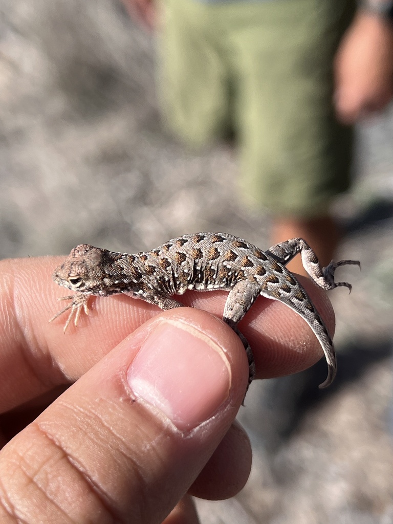 Elegant Earless Lizard in April 2024 by Mason S. · iNaturalist