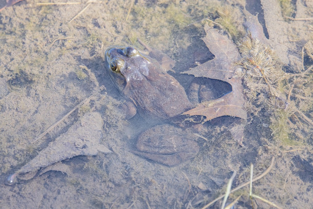 American Bullfrog from Dupage County, IL, USA on April 13, 2024 at 04: ...