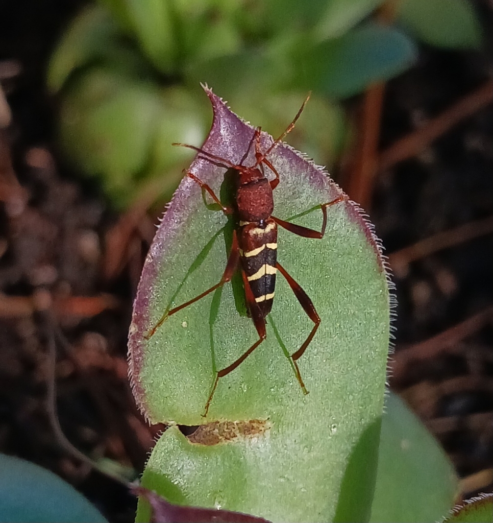 Red-headed Ash Borer in April 2024 by Serena Lynne · iNaturalist