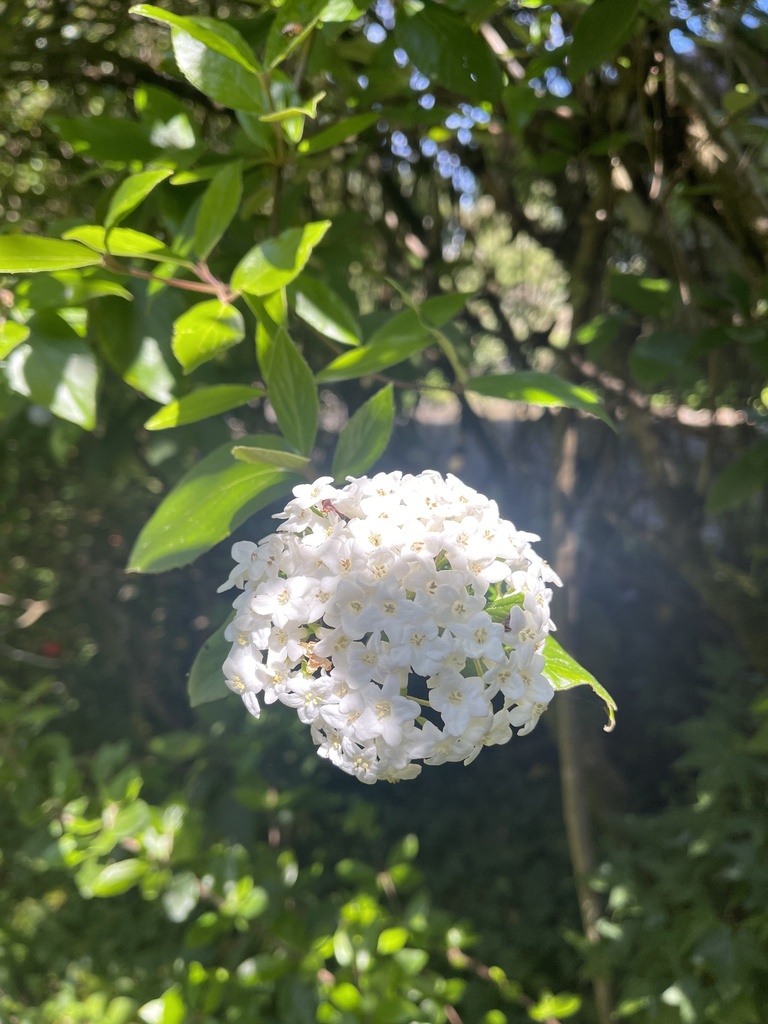fragrant snowball viburnum from NE 110th St, Seattle, WA, US on April ...