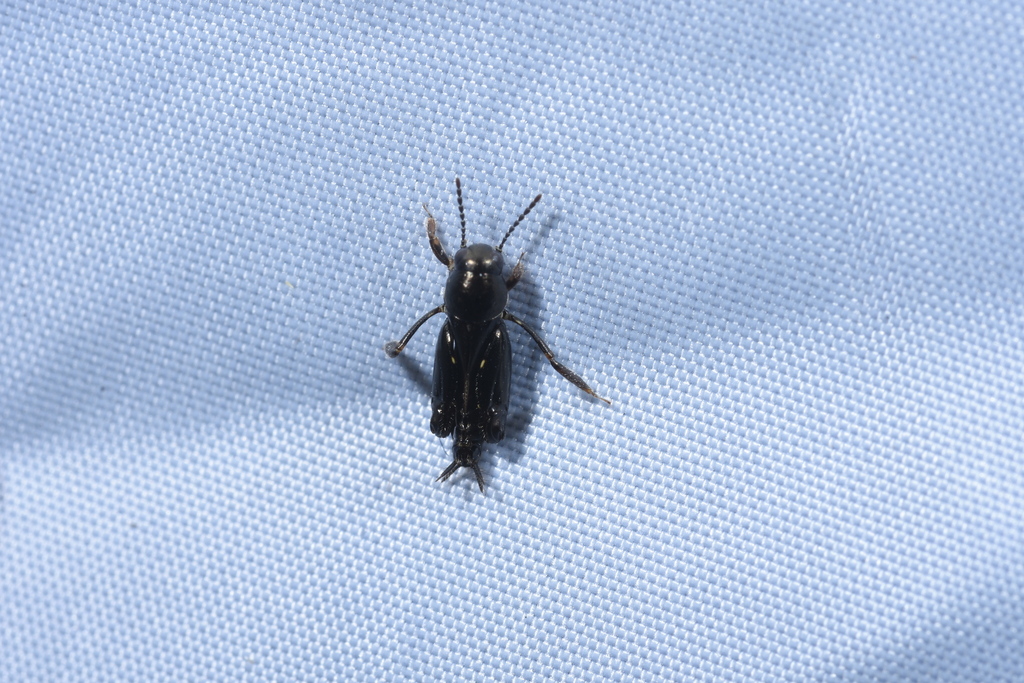 Xya japonica in June 2023 by Charles · iNaturalist