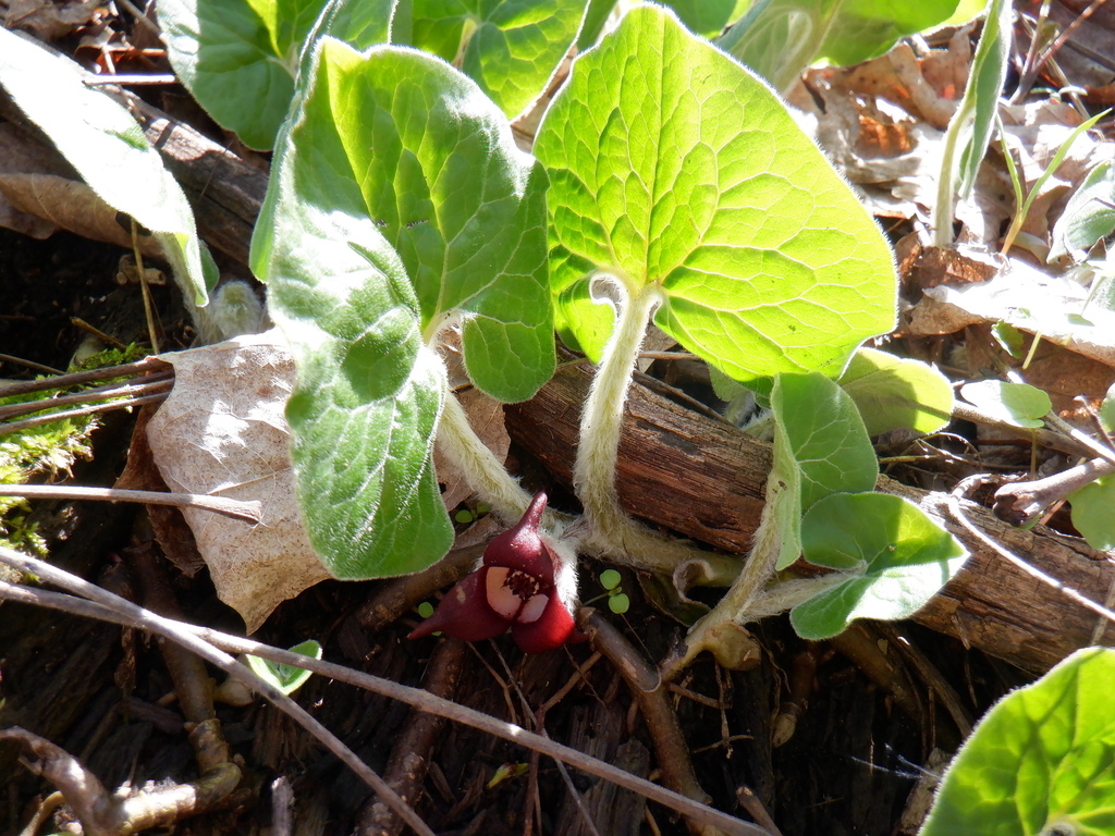Canadian wild ginger from JEROUSH2 on April 14, 2024 at 11:01 AM by ...