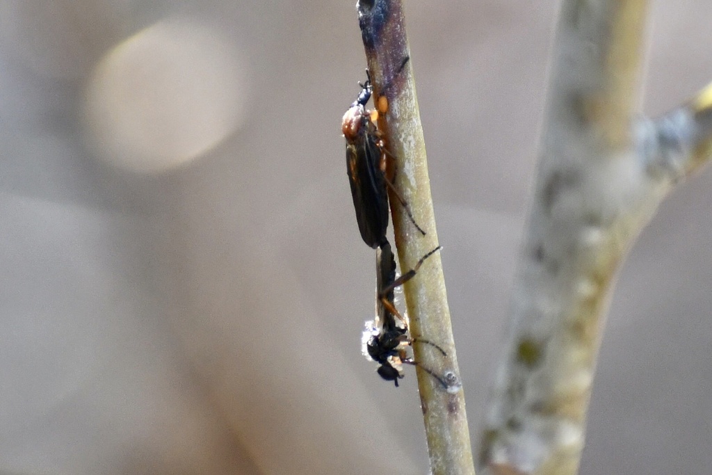 Insects from Island Beach State Park, Manahawkin, NJ, US on April 14 ...