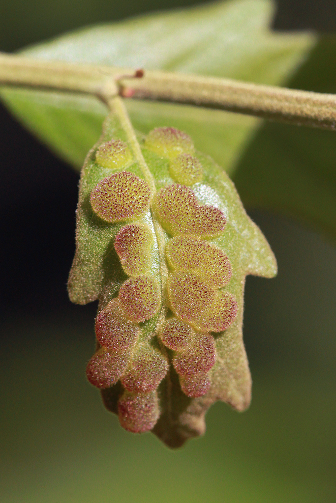 Neuroterus quercusirregularis from Abbeville County, SC, USA on April ...