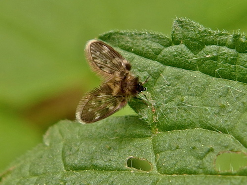 género Pericoma · iNaturalist Ecuador