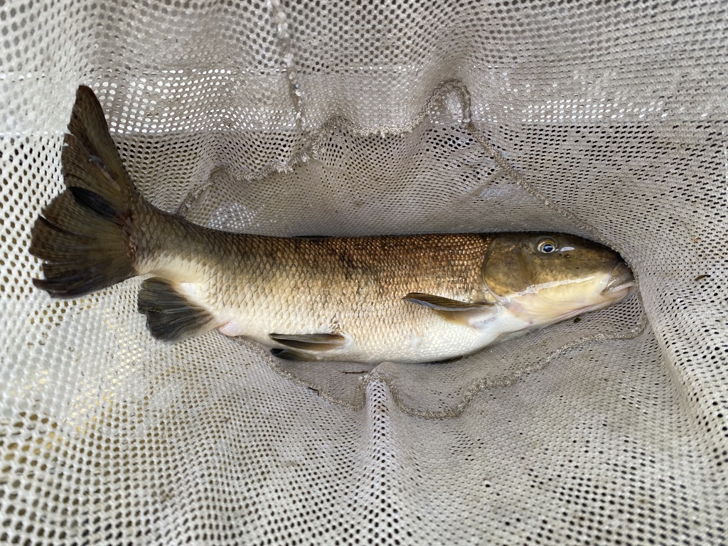 White Sucker from Stony Lake, North Kawartha, ON, CA on April 14, 2024 ...