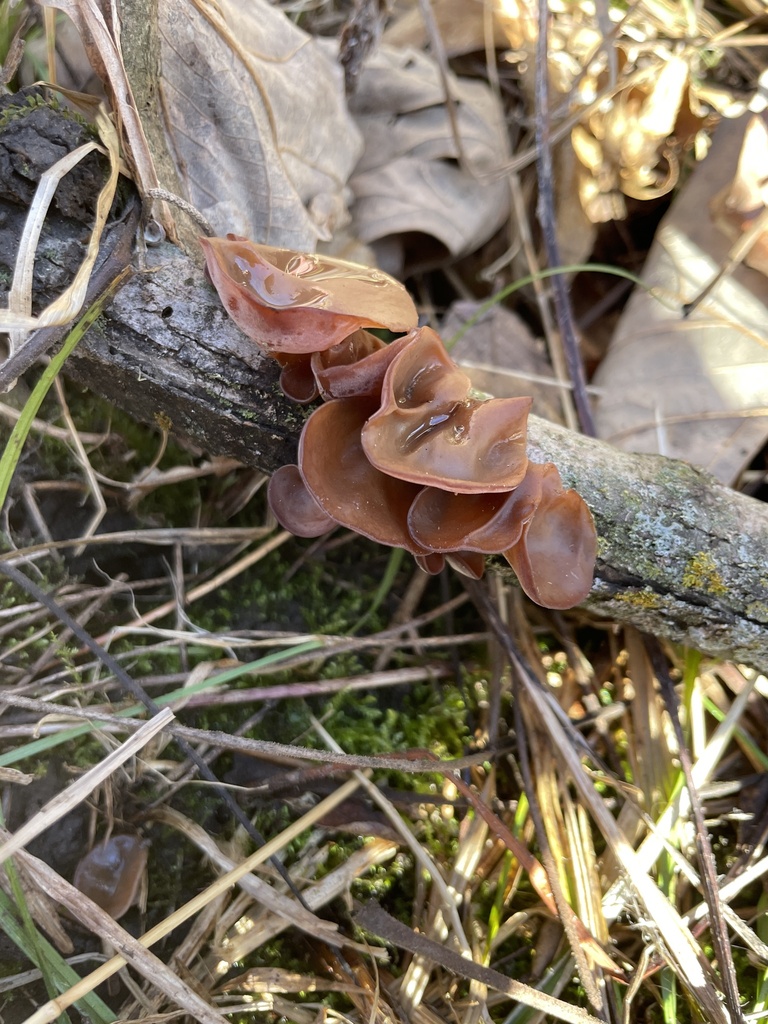 Jelly Tree Ear from NE 143rd Terr, Liberty, MO, US on January 30, 2024 ...