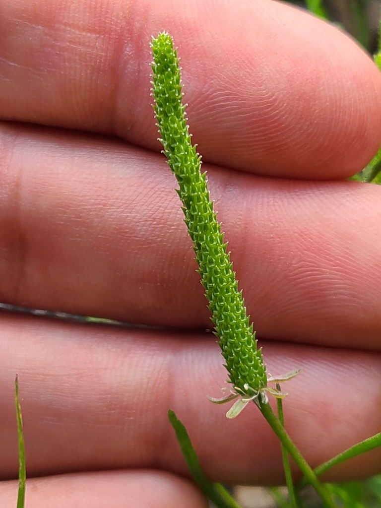 Mousetail in April 2024 by esophiea · iNaturalist
