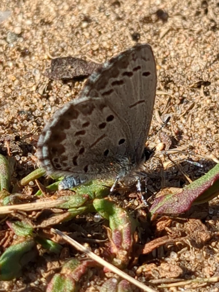 Spring Azure from Hull, WI, USA on April 14, 2024 at 04:48 PM by Kate G ...
